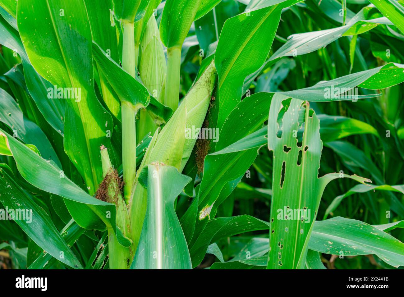 Middle of corn field hi-res stock photography and images - Alamy