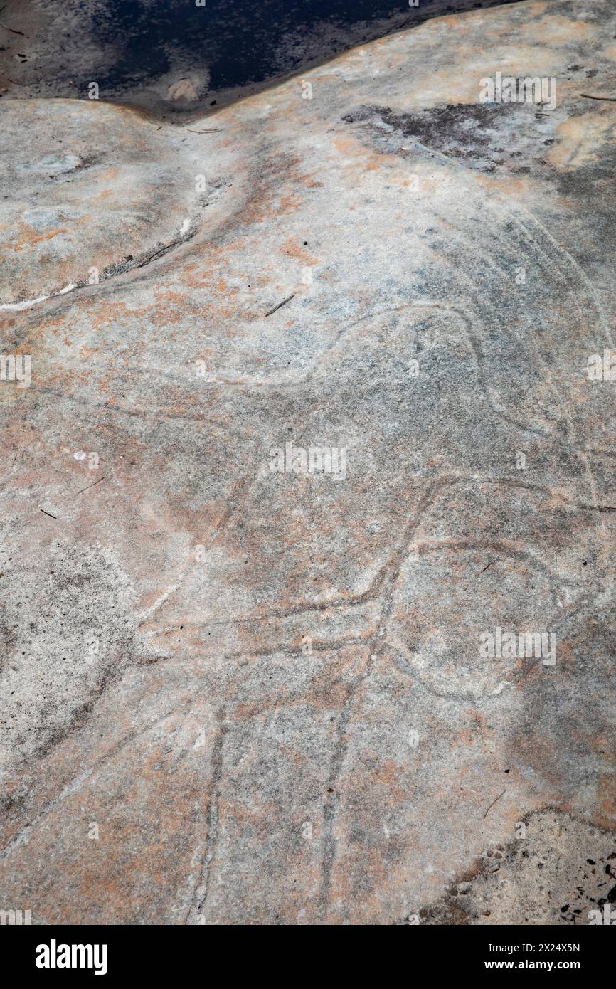 Aboriginal engravings rock art beside the Resolute Loop trail at West ...