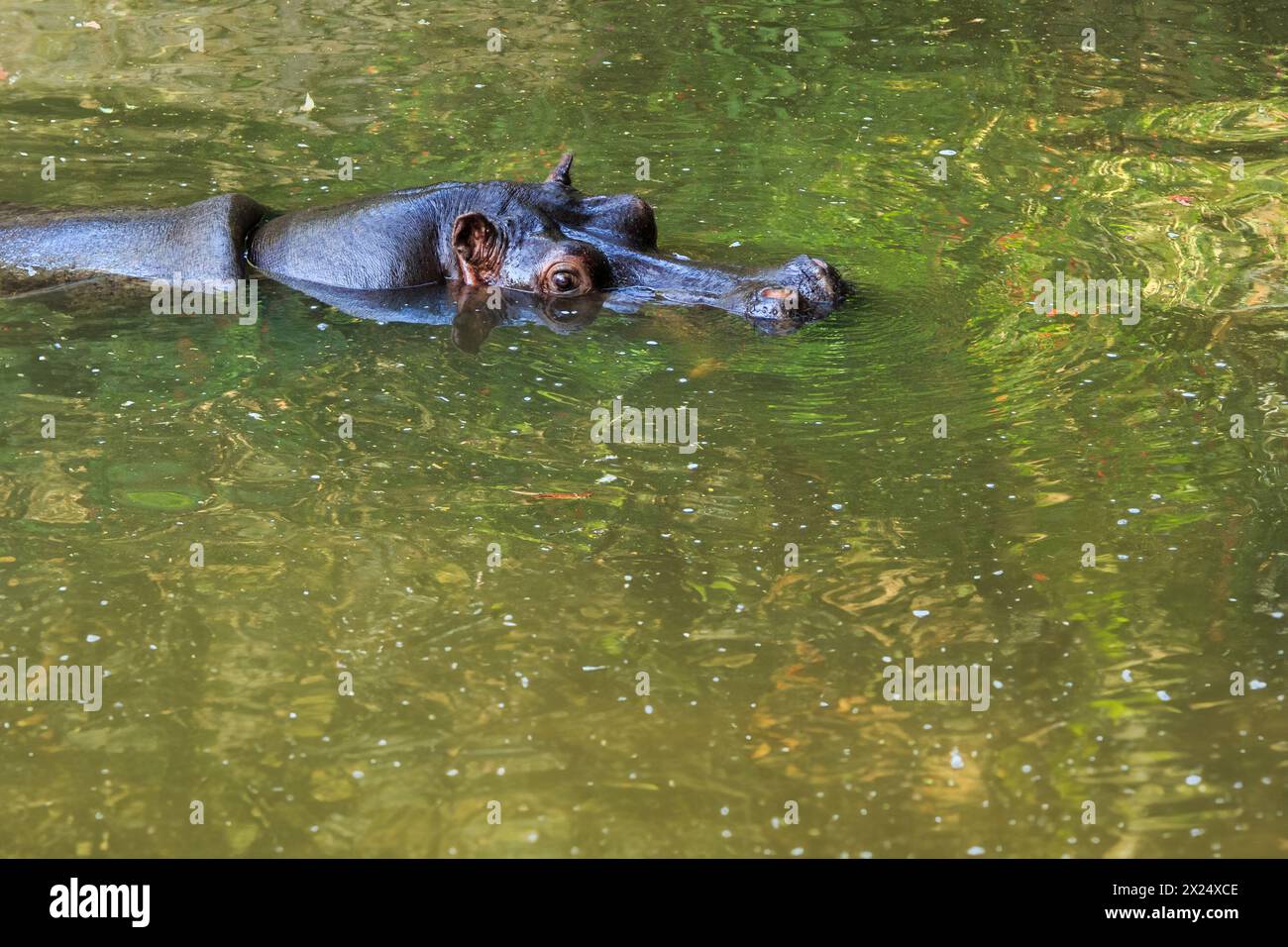 Hippo fish underwater in hi-res stock photography and images - Alamy