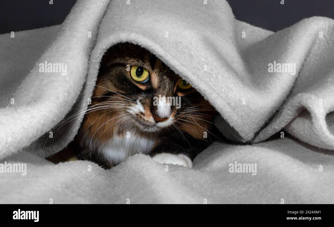 Kitten under a blanket hi-res stock photography and images - Alamy