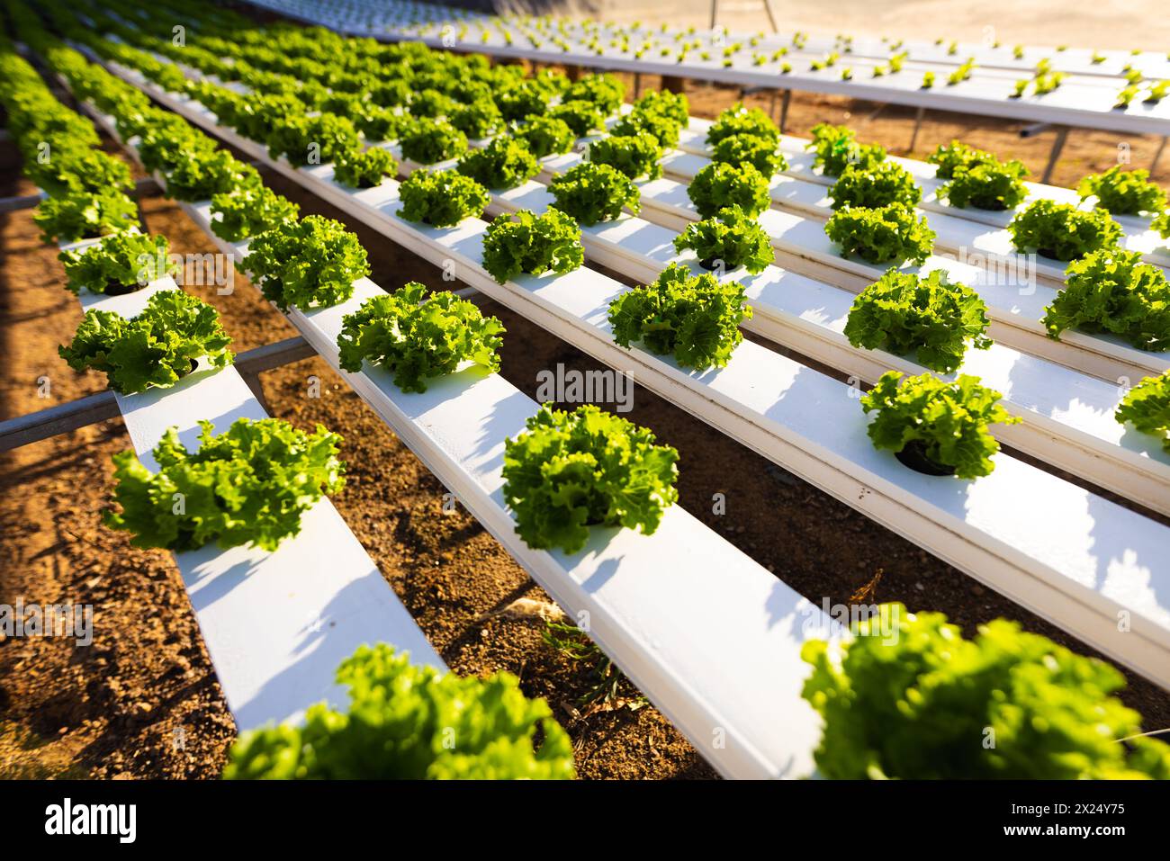 Rows of vibrant green lettuce are growing in a hydroponic farm system ...