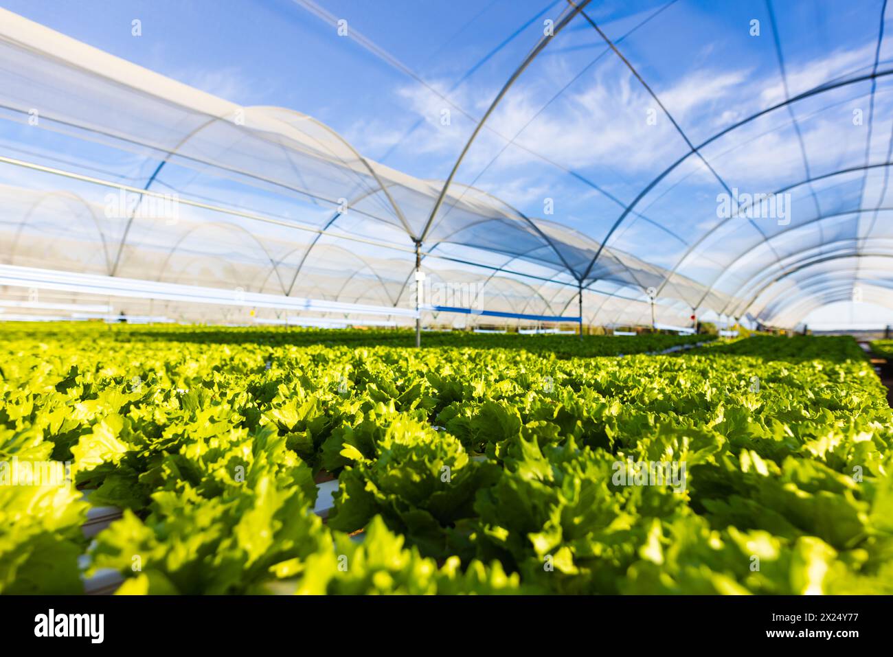 Vibrant rows growing lettuce hi-res stock photography and images - Alamy