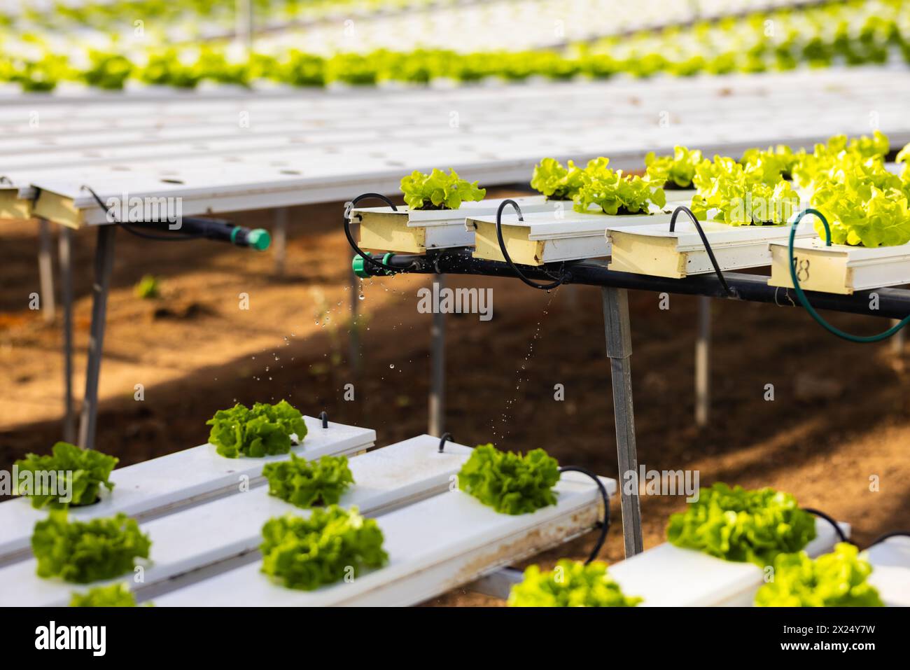 Rows of leafy green plants are growing in a hydroponic farm system in a ...