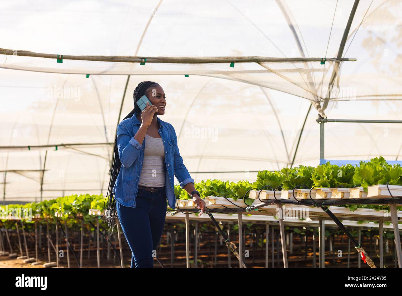 Young African American female farmer on phone, inspecting plants in hydroponic greenhouse Stock ...