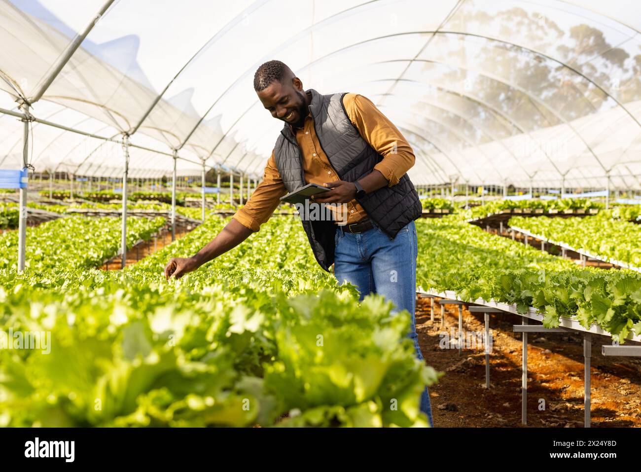 Black male farm supervisor checks hydroponic plants in greenhouse ...