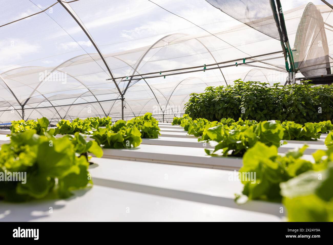 Leafy green plants grow in rows at a hydroponic farm in a greenhouse ...
