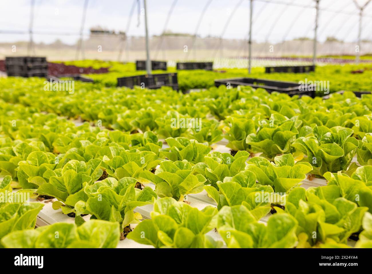 Close up lettuce plantation in hi-res stock photography and images - Alamy