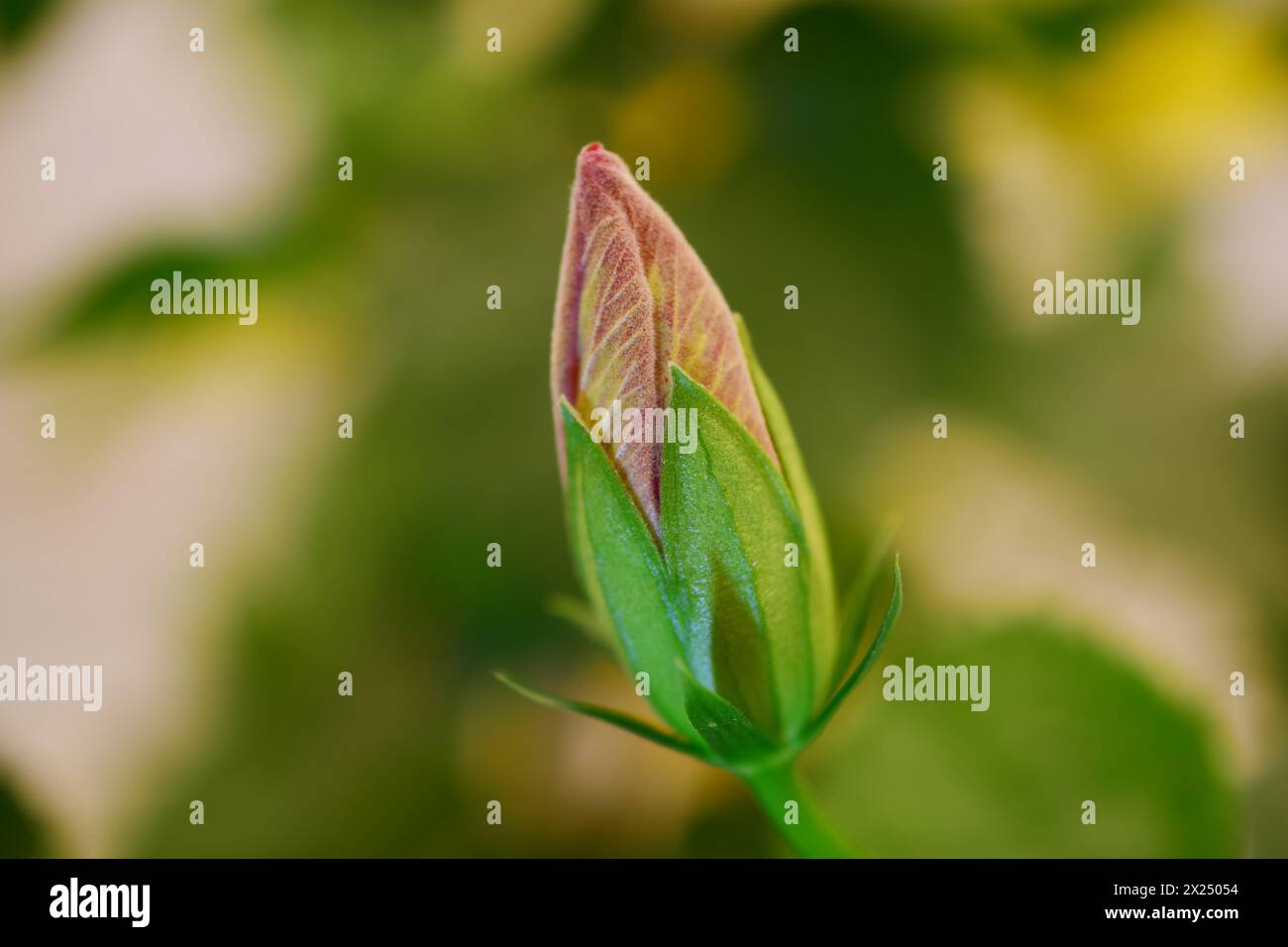 beautiful red hibiscus flower bud image Stock Photo - Alamy