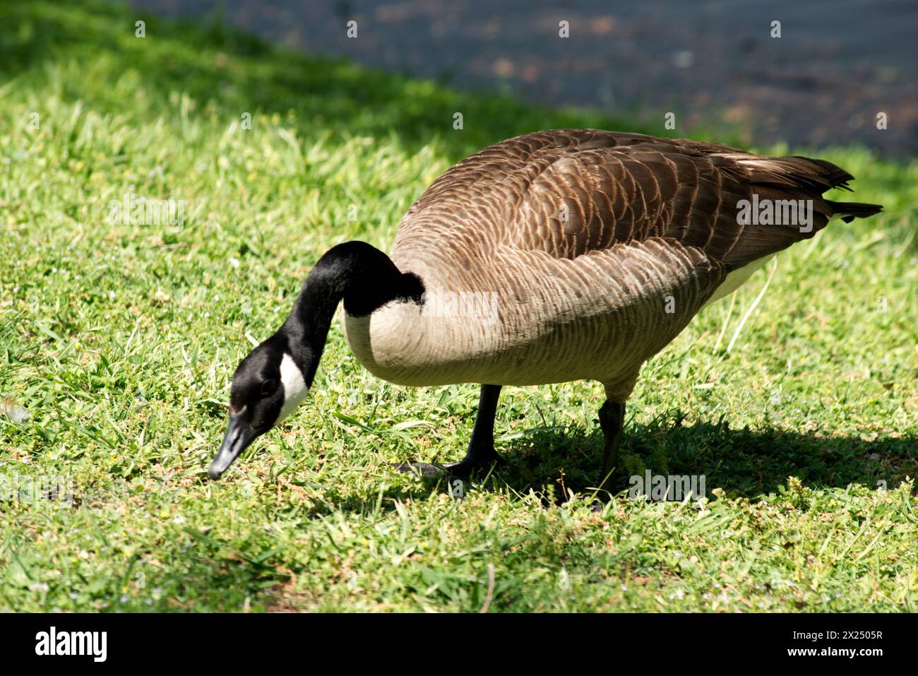 Large goose with black beak and long neck hi-res stock photography and ...