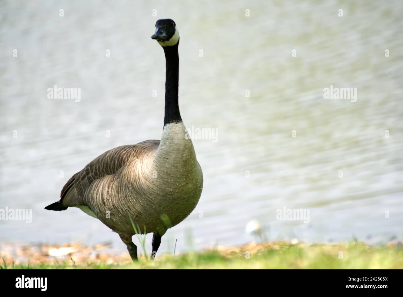 Elegant picture of canadian goose hi-res stock photography and images ...