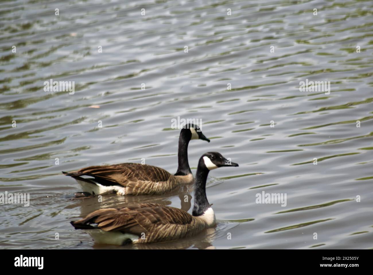 Graceful canadian goose pair hi-res stock photography and images - Alamy
