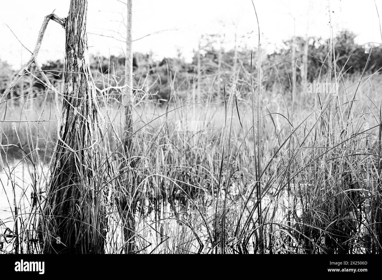 Mangrove grove Black and White Stock Photos & Images - Alamy