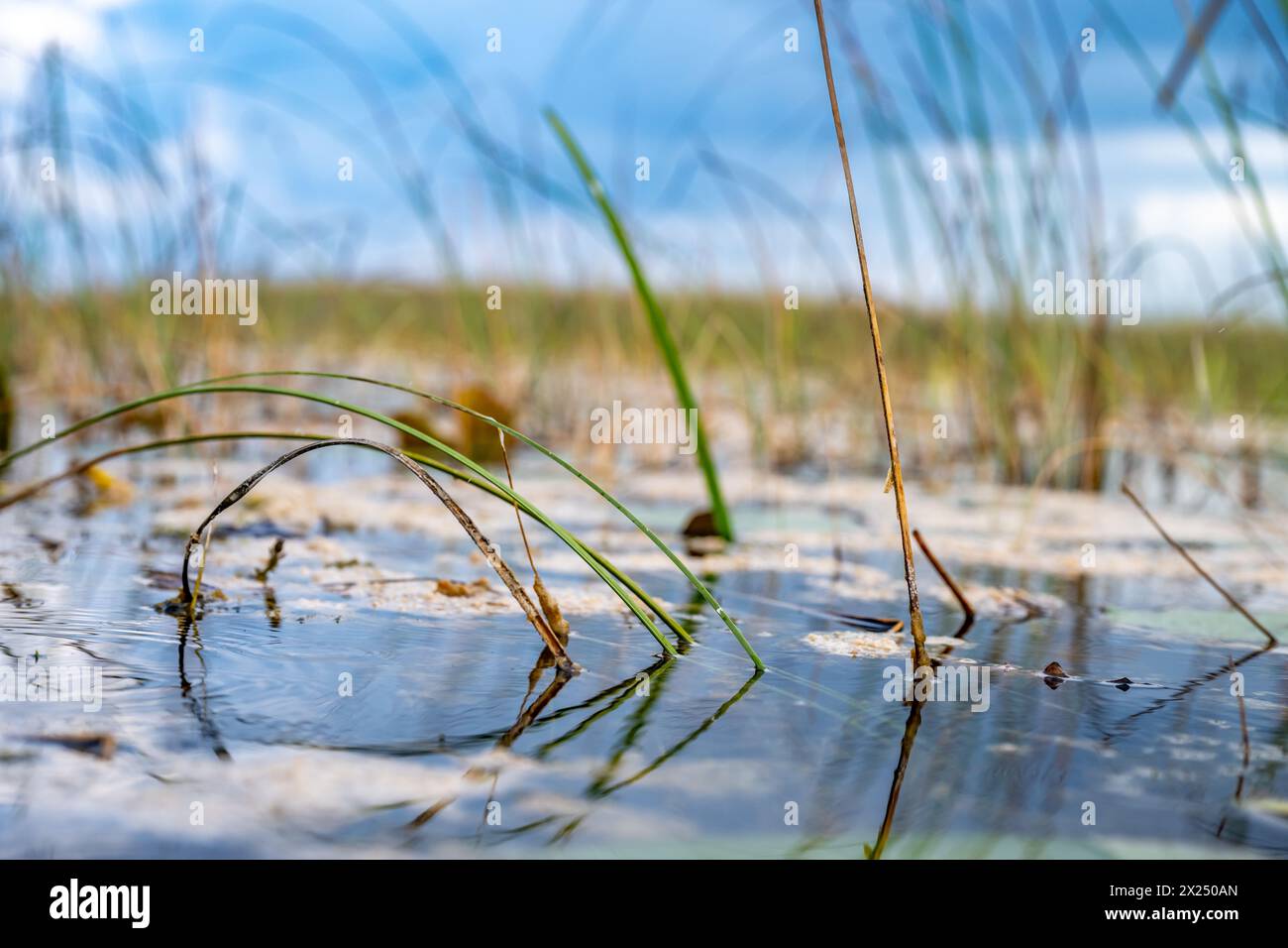 low level view along the water surface of wetland swamp in the ...