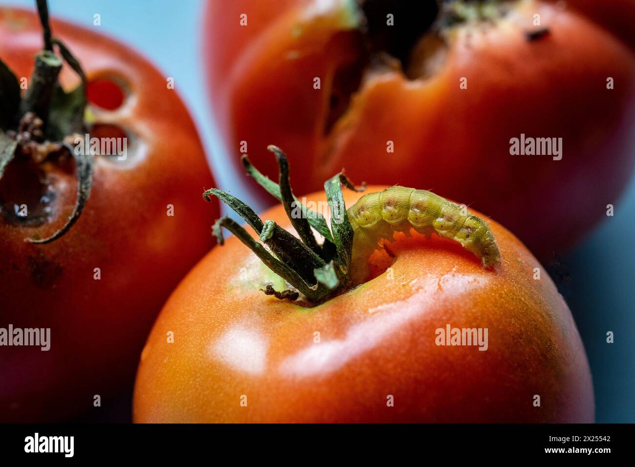 Caterpillar on large ripe red tomato Stock Photo - Alamy