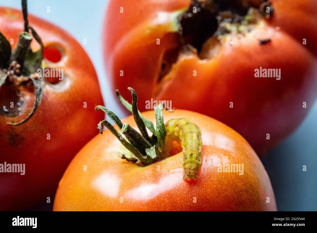 Caterpillar on large ripe red tomato Stock Photo - Alamy
