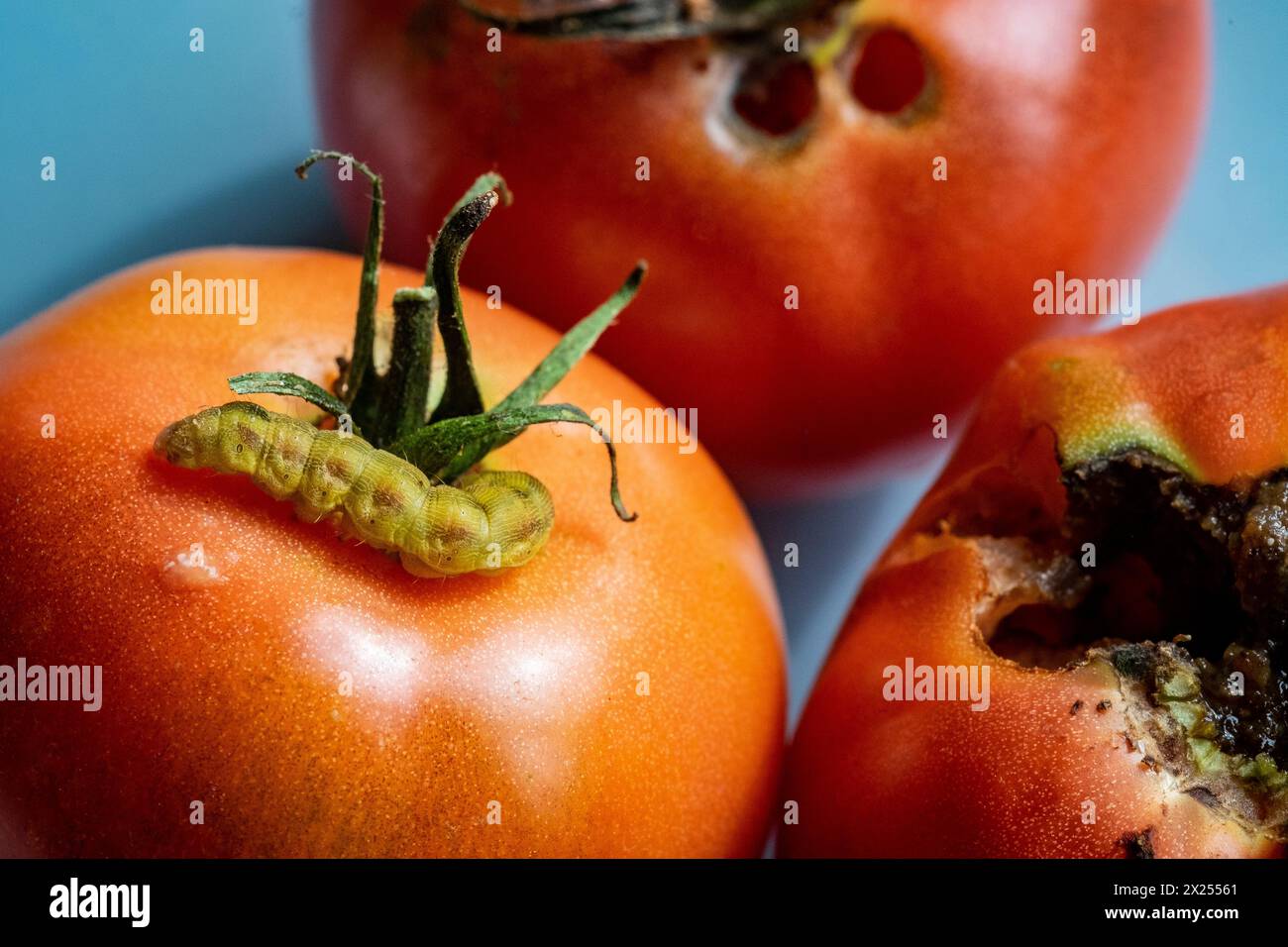 Caterpillar on large ripe red tomato Stock Photo - Alamy
