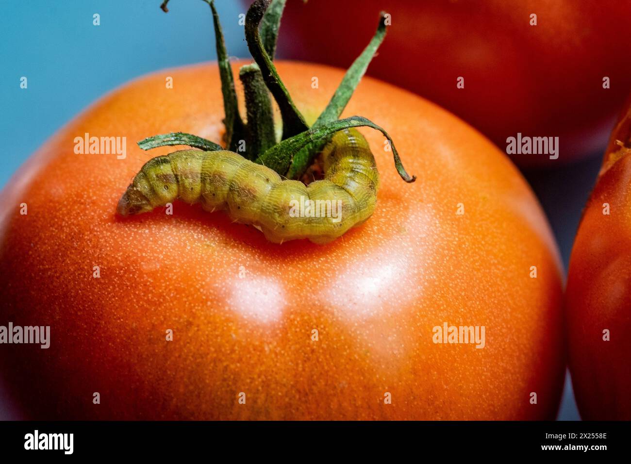 Caterpillar on large ripe red tomato Stock Photo - Alamy