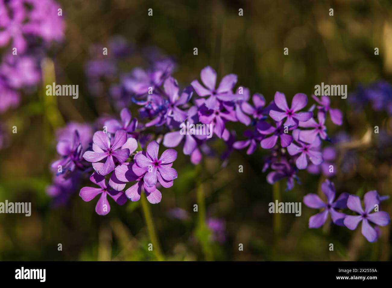 Dramatic lighting in nature hi-res stock photography and images - Alamy