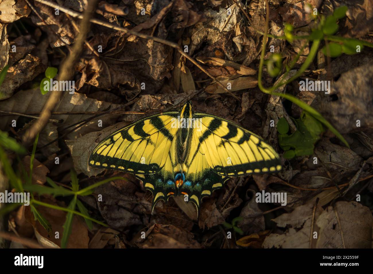 yellow butterfly close up with detailed wing design Stock Photo - Alamy