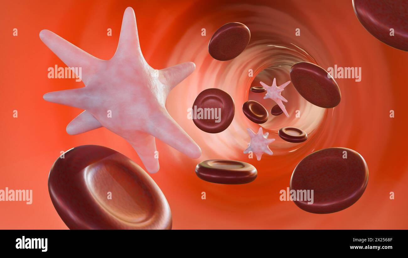 3d rendering of Thrombocytes, are pieces of very large cells in the ...