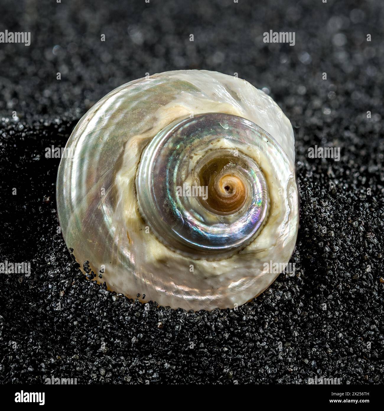 Pearl turbo shell hi-res stock photography and images - Alamy