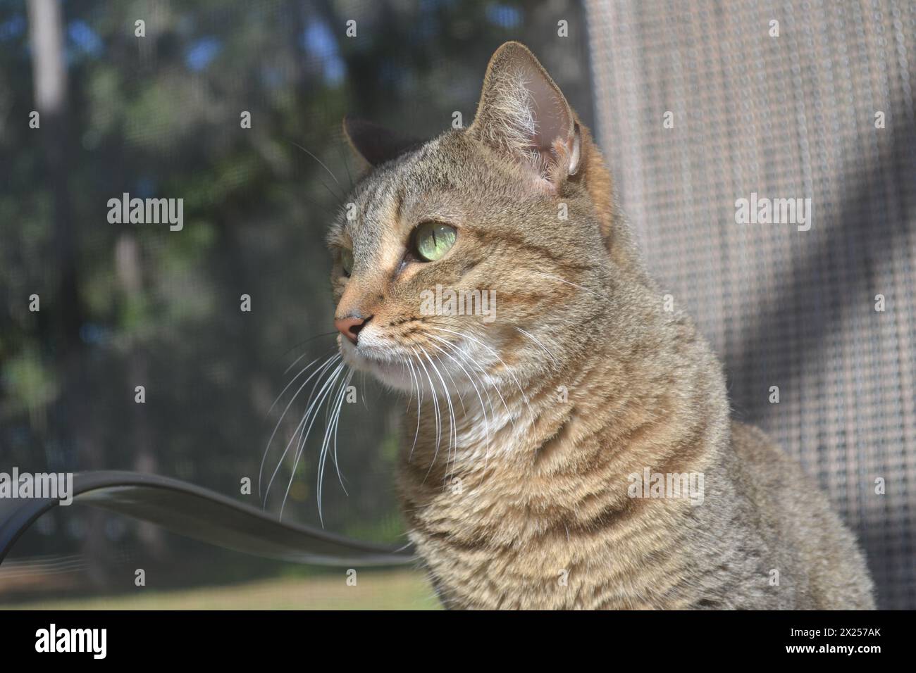 A brown tabby cat sits on a poolside patio chair, facing left. The ...