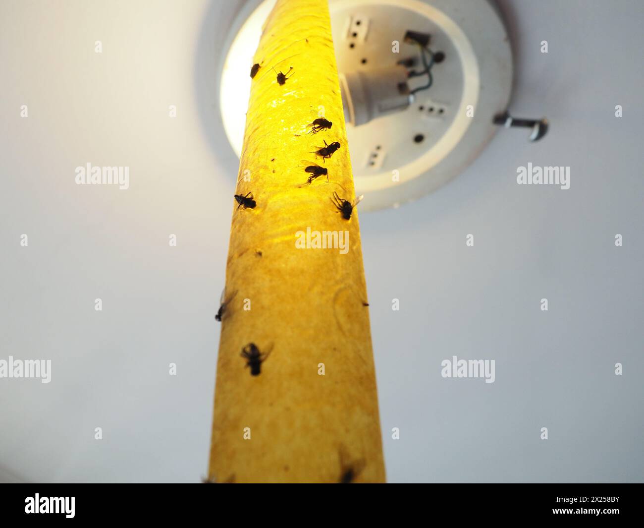 Sticky insecticidal tape for protection against crawling and flying ...