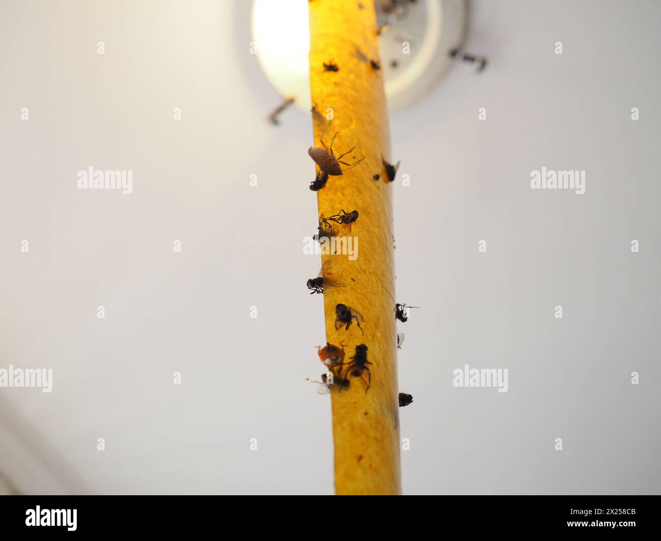 Sticky insecticidal tape for protection against crawling and flying ...