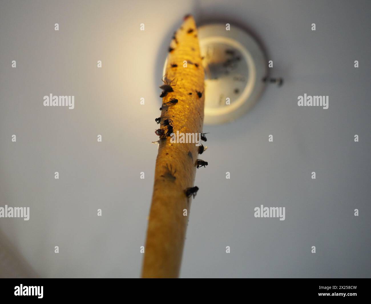 Sticky insecticidal tape for protection against crawling and flying ...