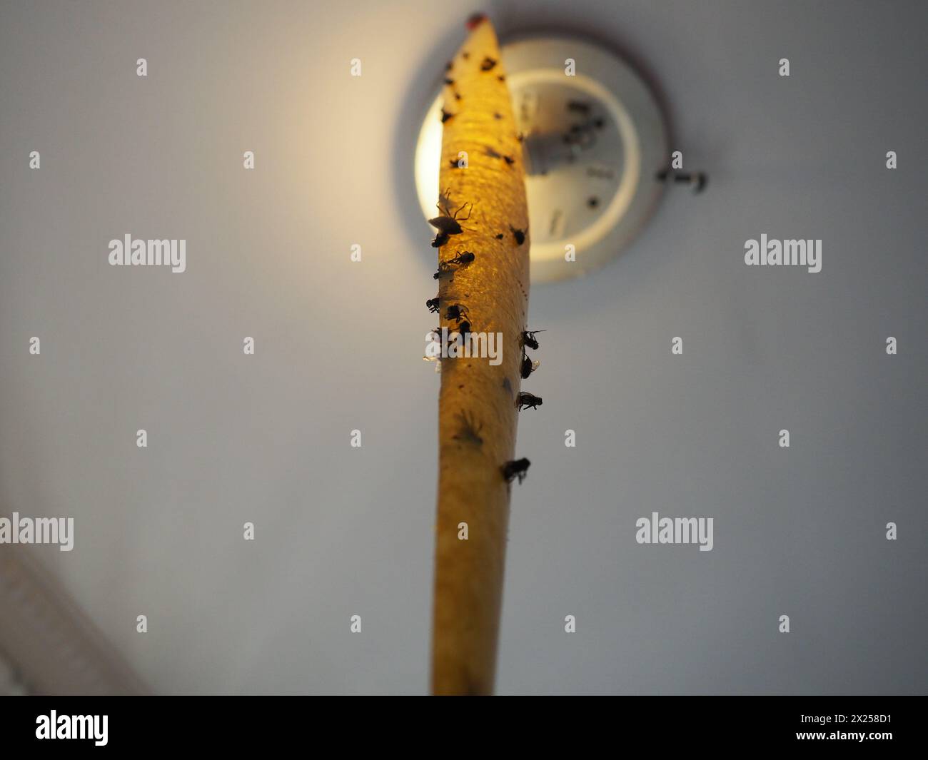 Sticky insecticidal tape for protection against crawling and flying ...