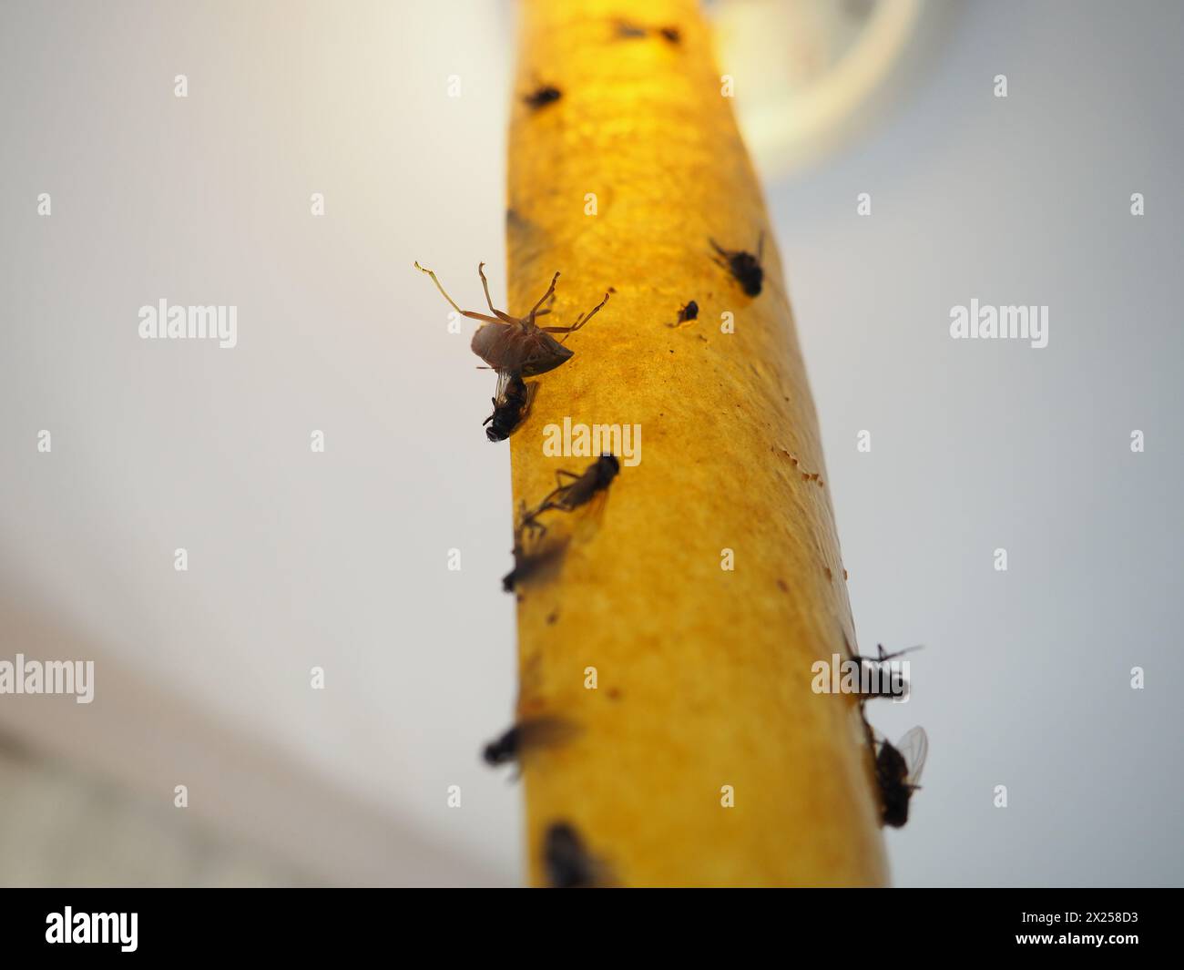 Sticky insecticidal tape for protection against crawling and flying ...