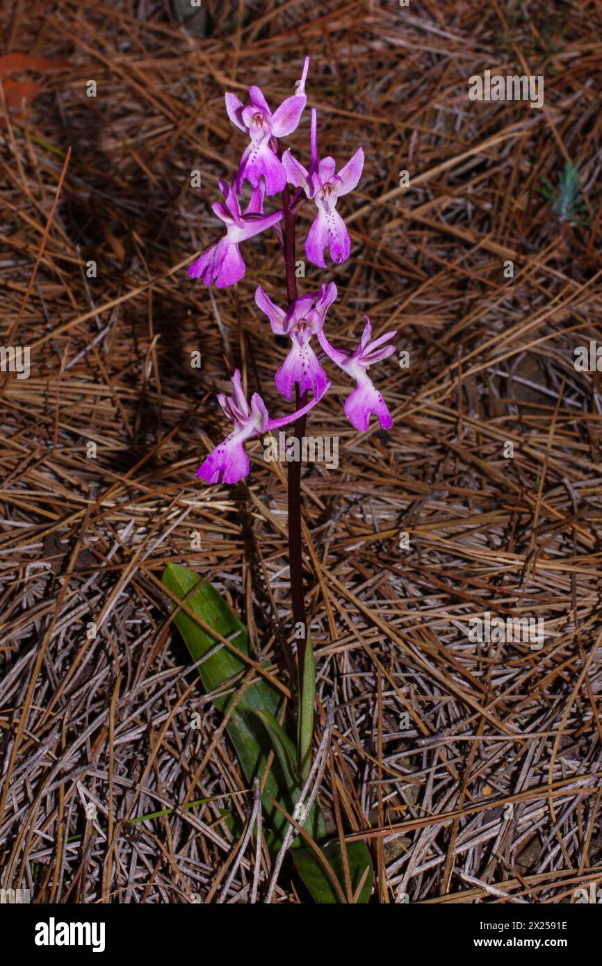 Flowering plant of the Troodos orchid (Orchis troodi), in natural ...