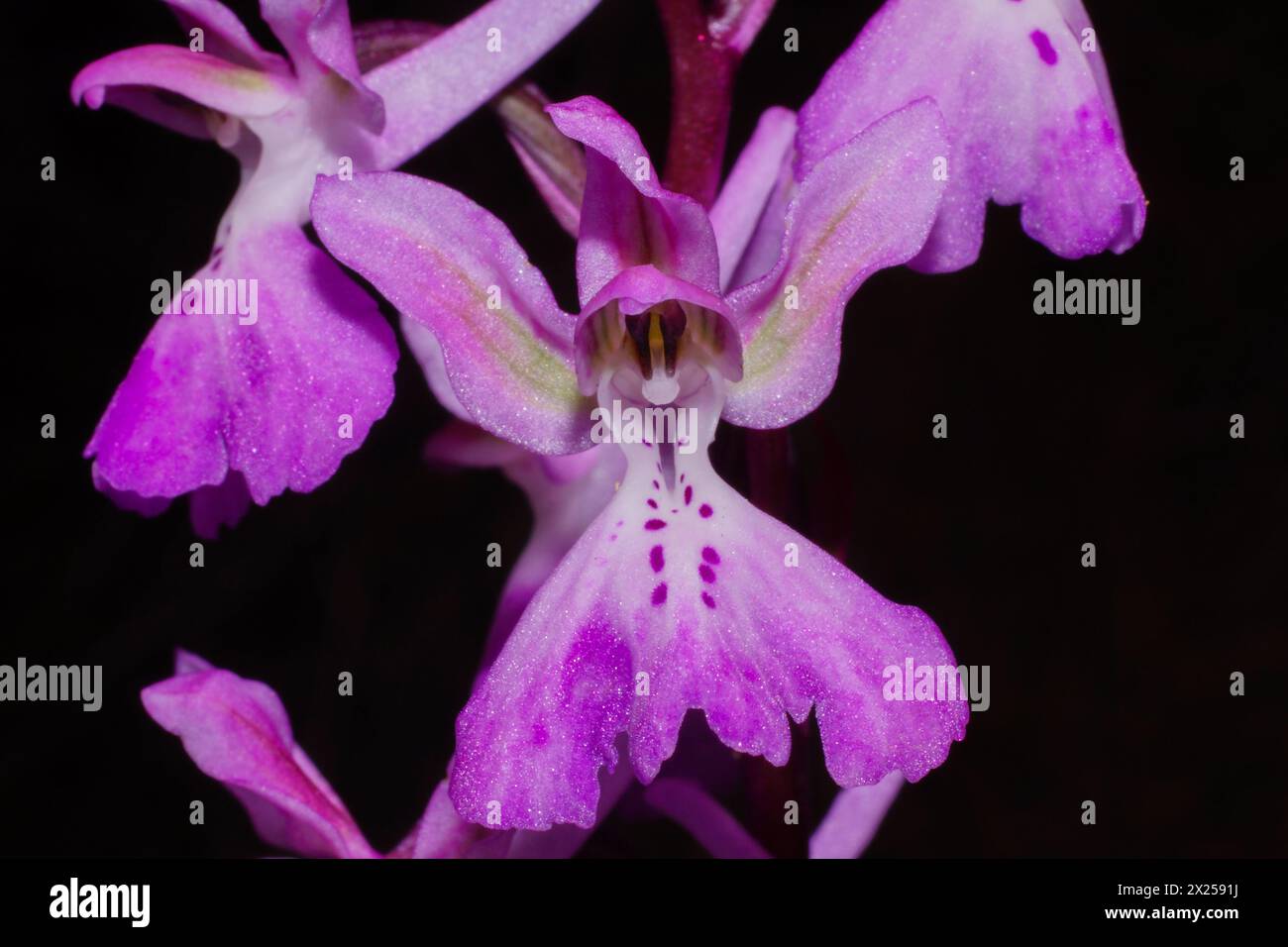Flower of the Troodos orchid (Orchis troodi) in frontal view, Cyprus ...
