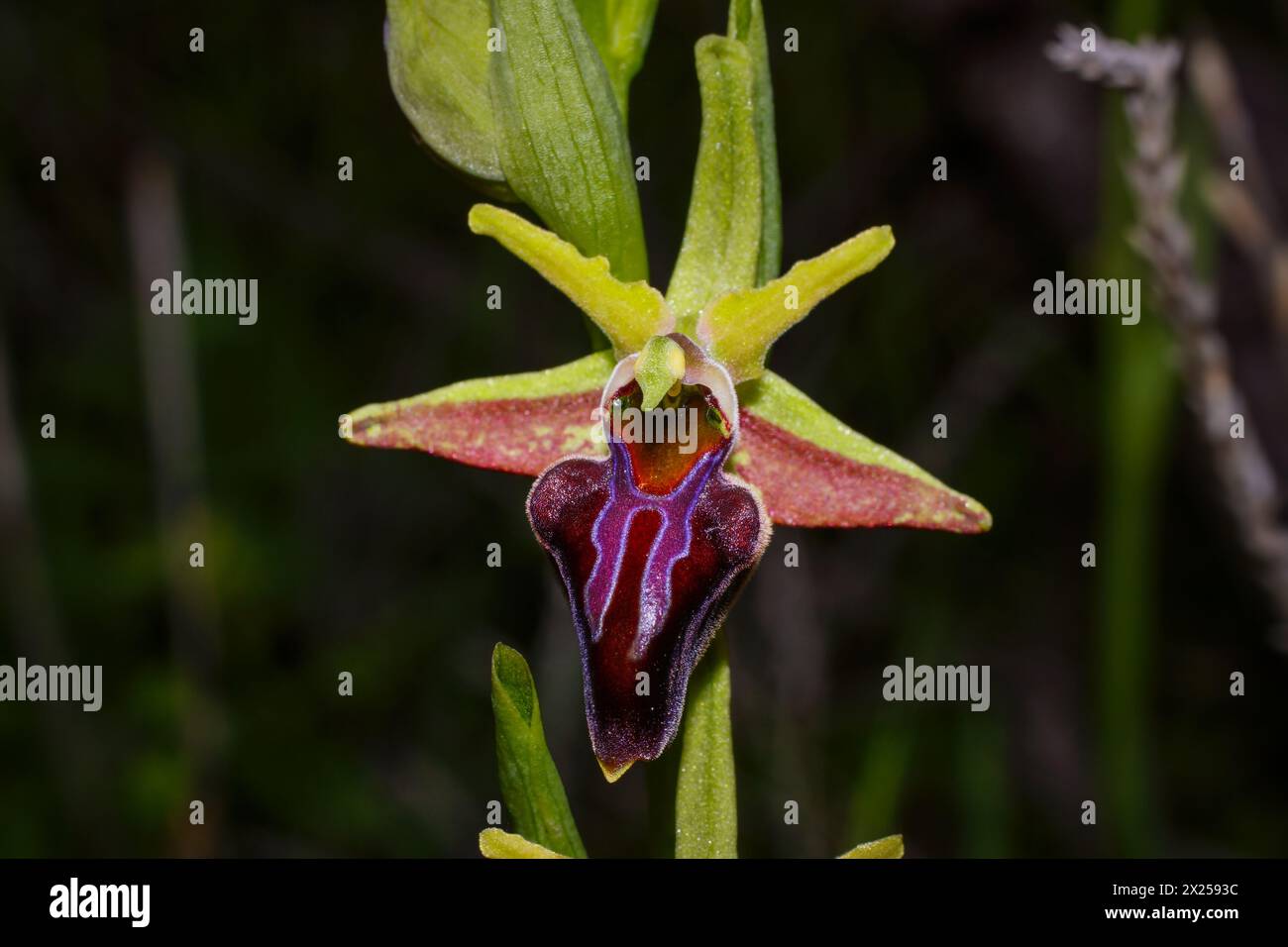 Colorful flower of the dark Cypriot orchid (Ophrys morio), Cyprus Stock ...