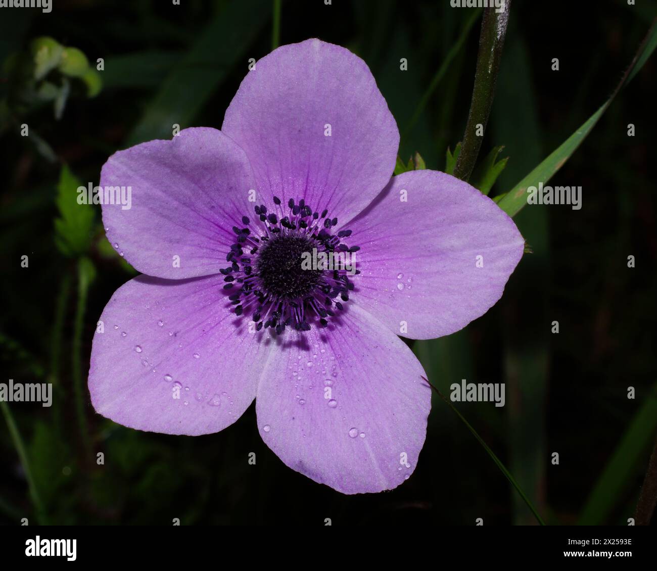 Persian blue color hi-res stock photography and images - Alamy