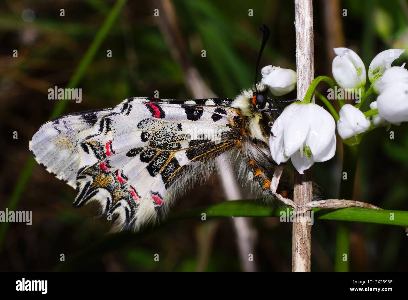 Allancastria cerisy hi-res stock photography and images - Alamy