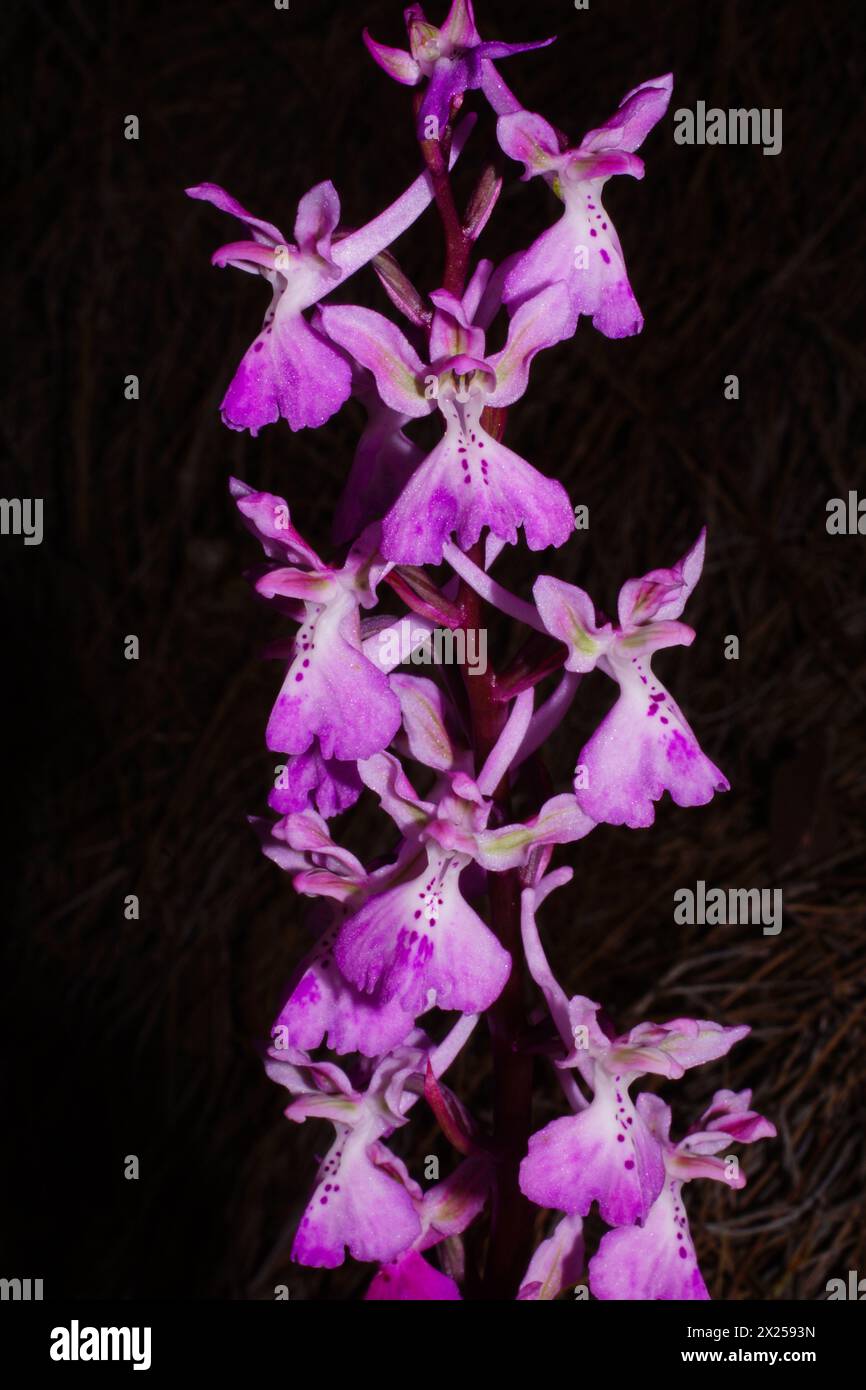 Flowers of the Troodos orchid (Orchis troodi) on Cyprus with black ...