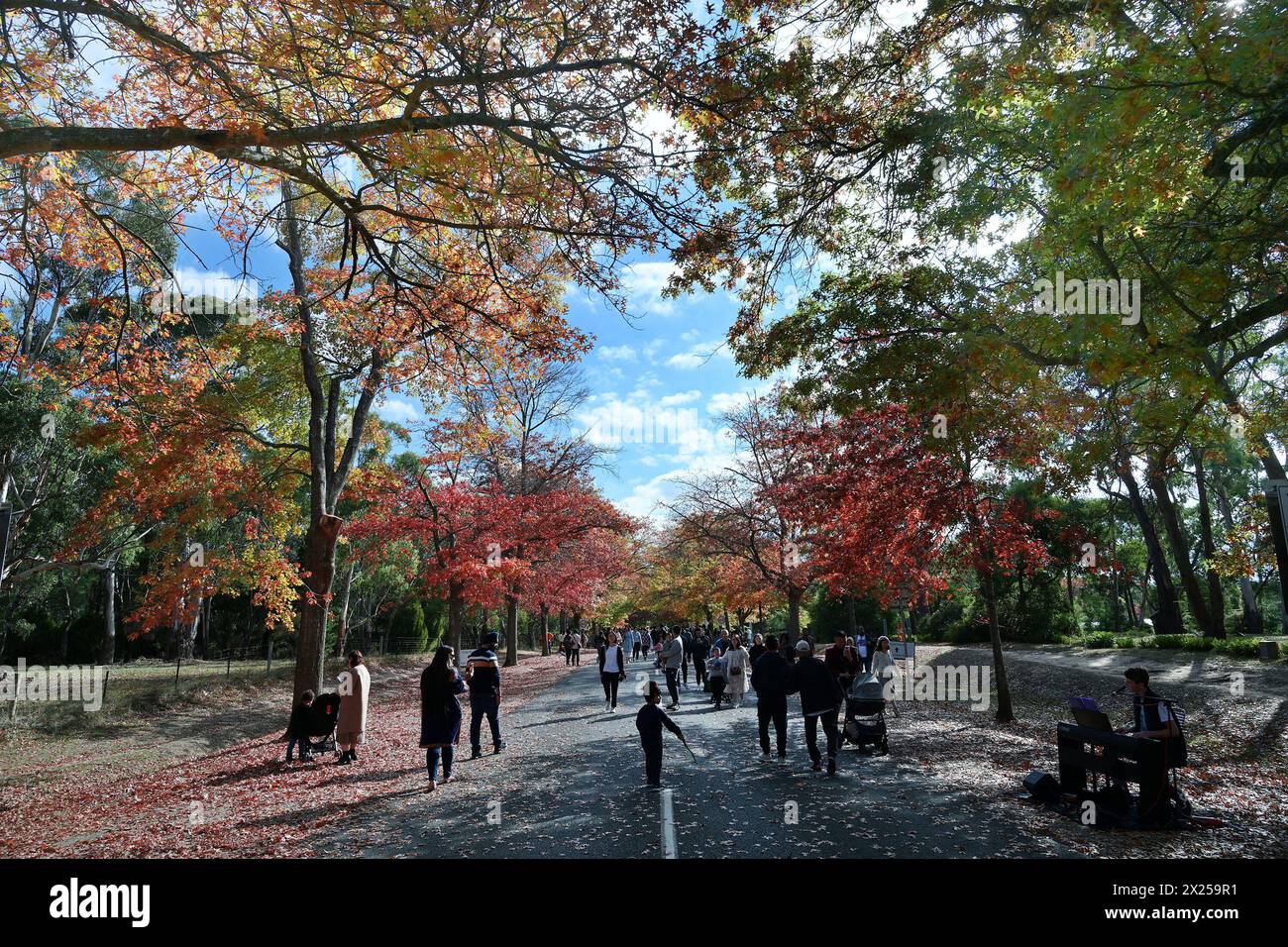 People enjoying autumn at Mount Macedon in Melbourne. The mountain is a ...