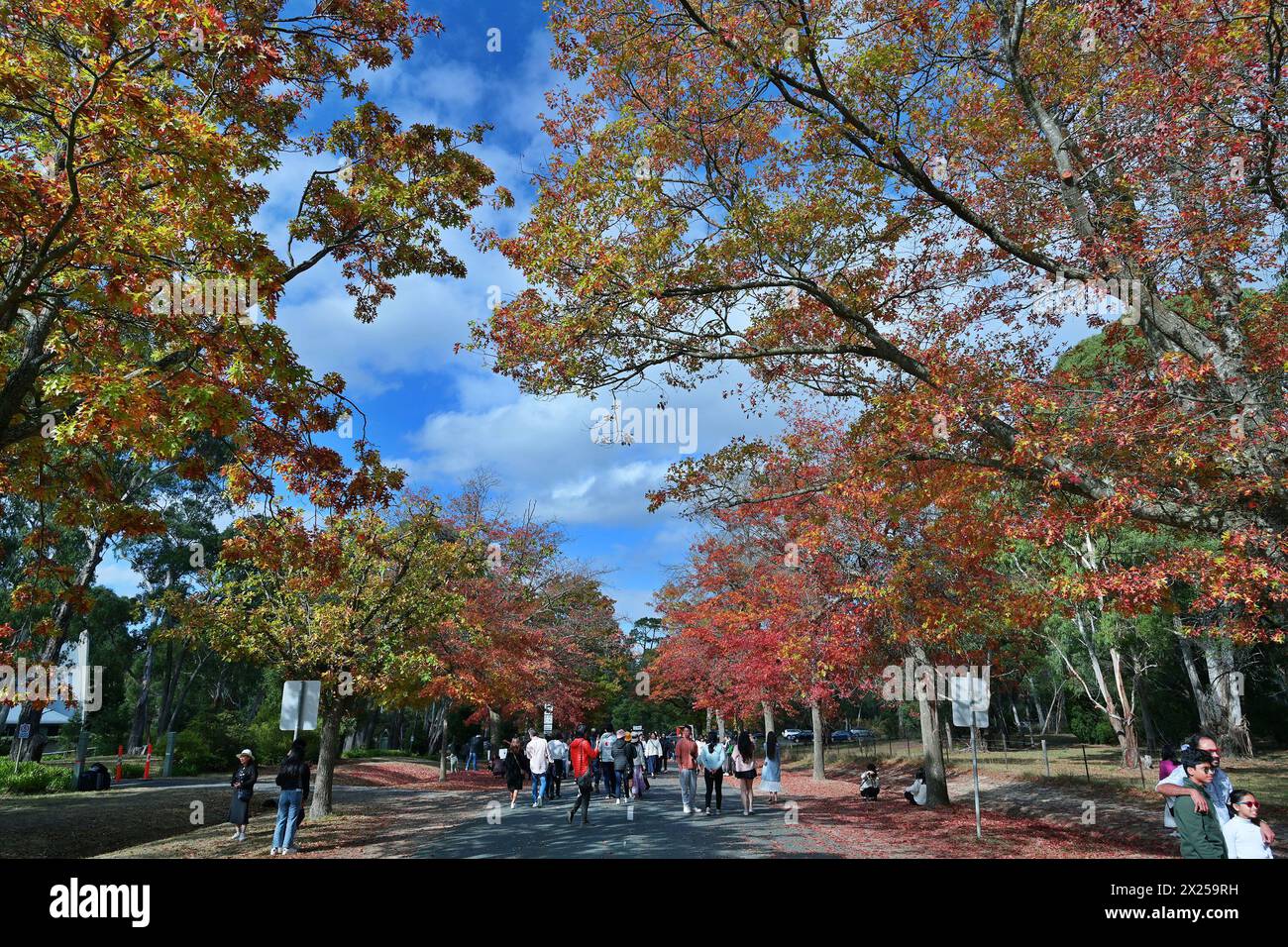 People enjoying autumn at Mount Macedon in Melbourne. The mountain is a ...