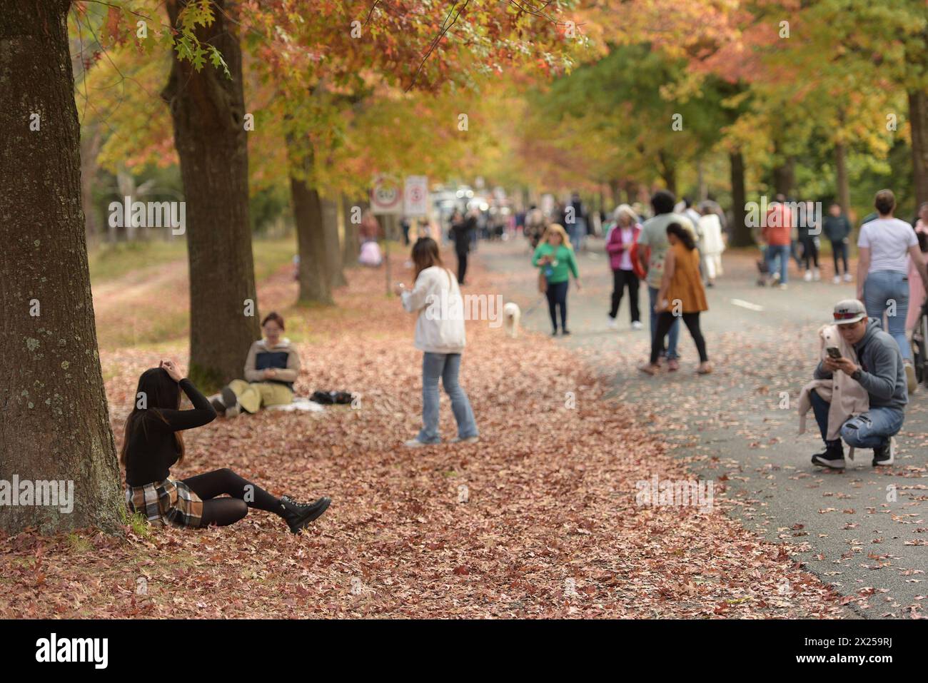 People enjoying autumn at Mount Macedon in Melbourne. The mountain is a ...