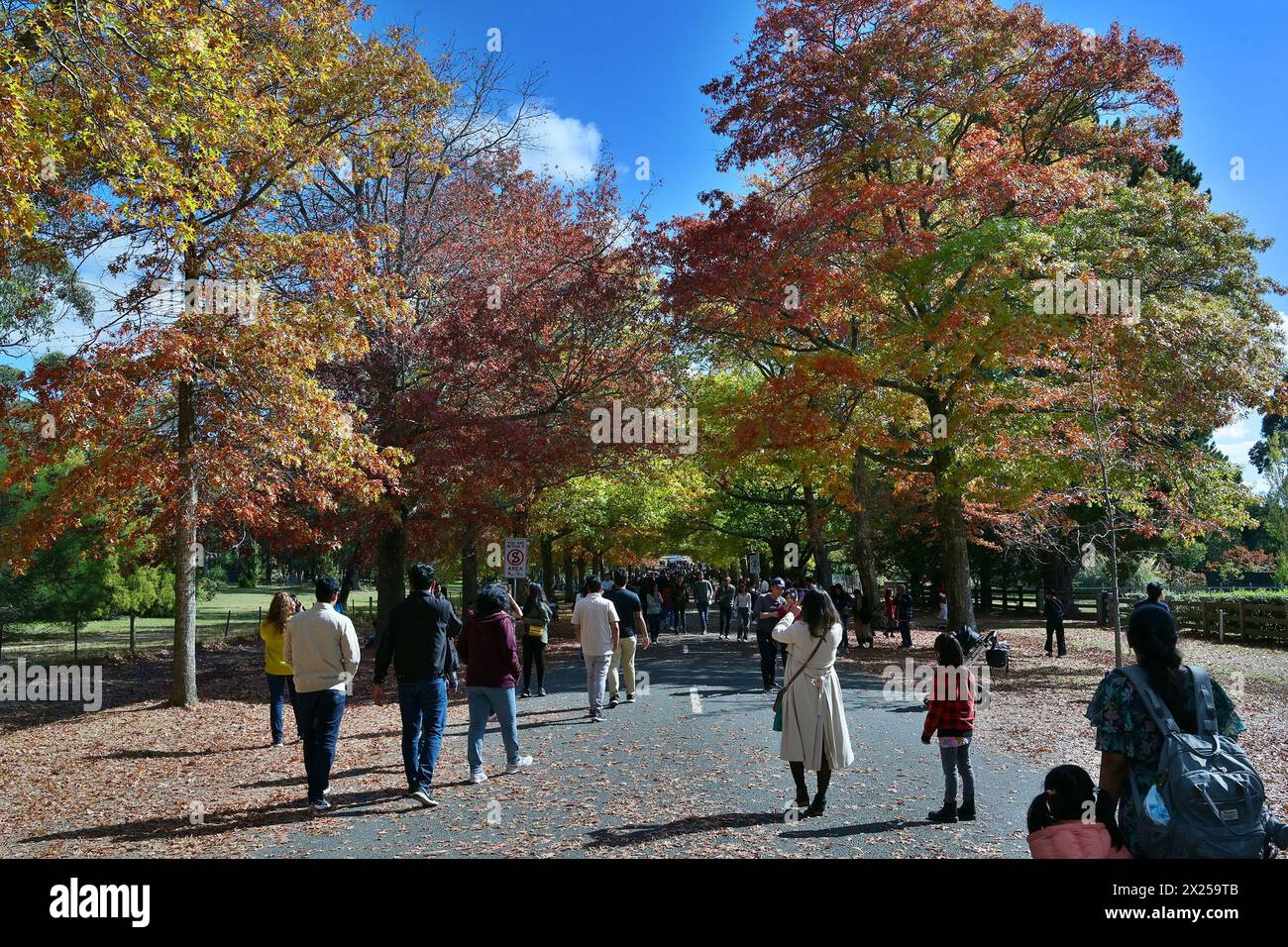 People enjoying autumn at Mount Macedon in Melbourne. The mountain is a ...