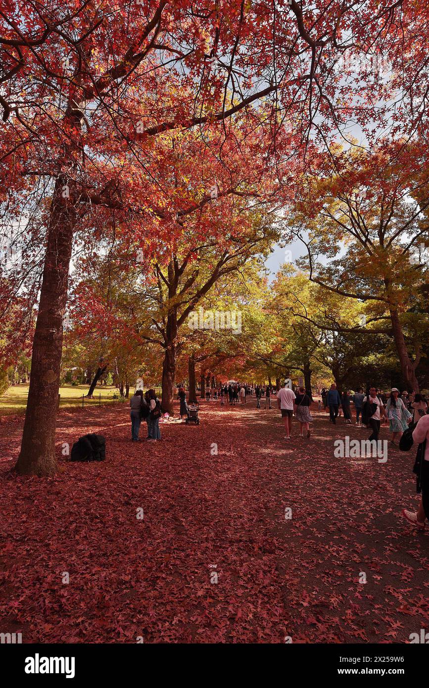 People enjoying autumn at Mount Macedon in Melbourne. The mountain is a ...