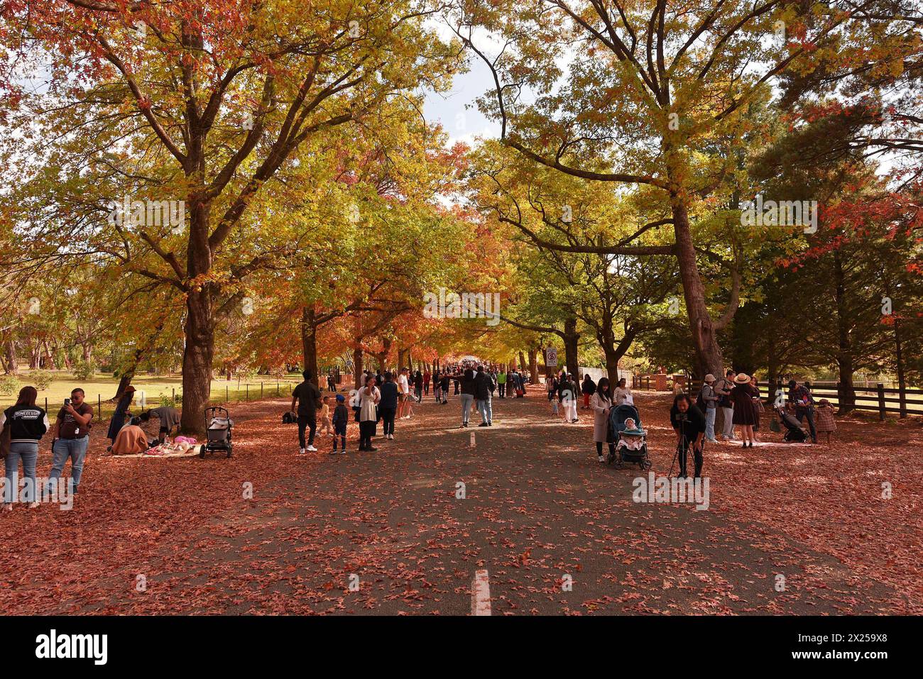 People enjoying autumn at Mount Macedon in Melbourne. The mountain is a ...