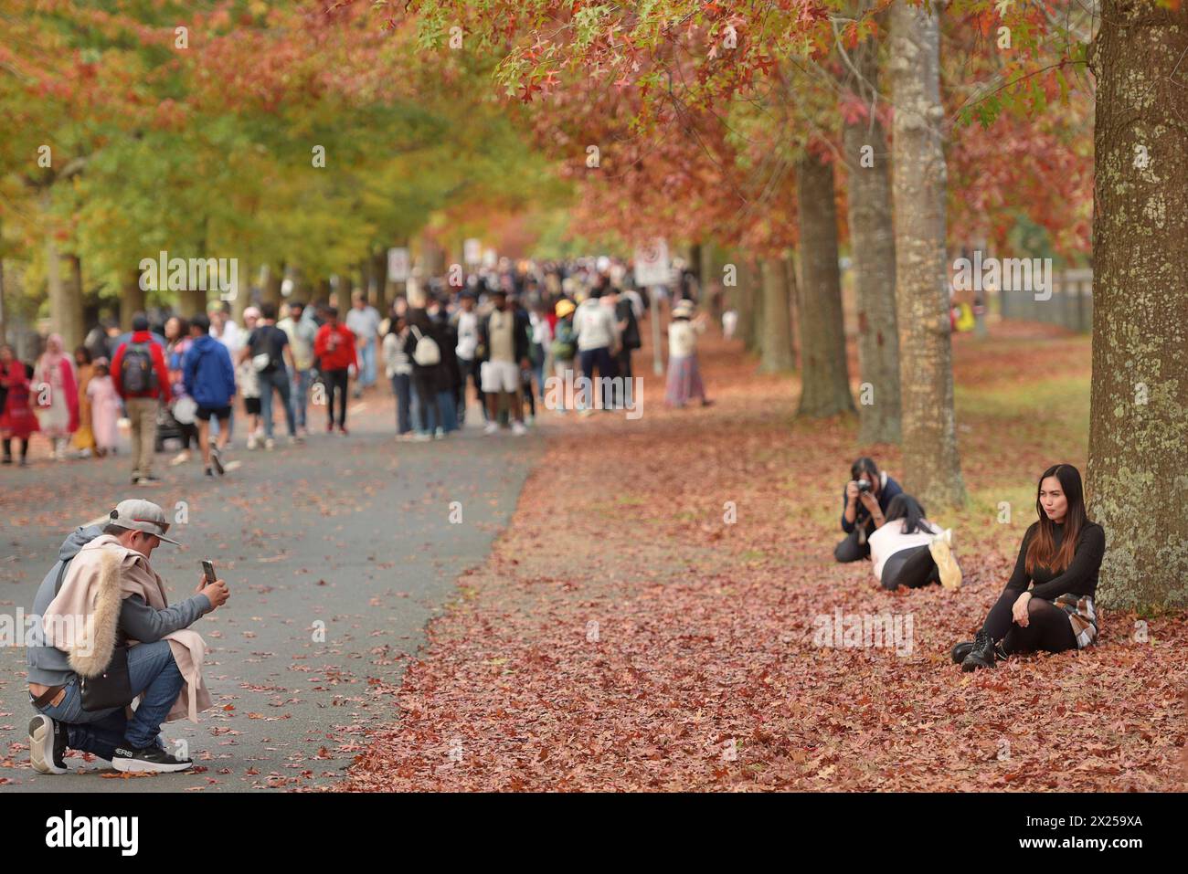 People enjoying autumn at Mount Macedon in Melbourne. The mountain is a ...