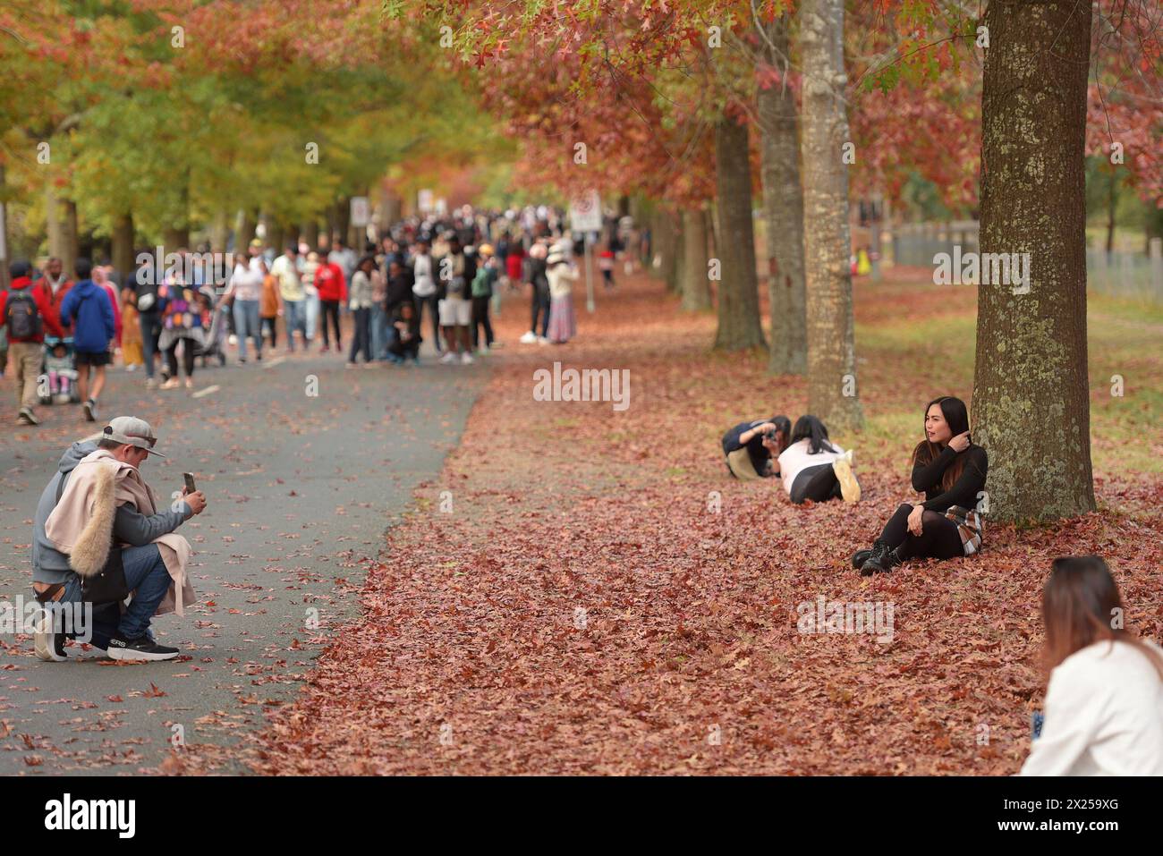 People enjoying autumn at Mount Macedon in Melbourne. The mountain is a ...