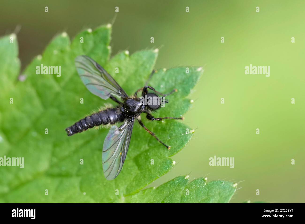 Rouwvlieg hi-res stock photography and images - Alamy