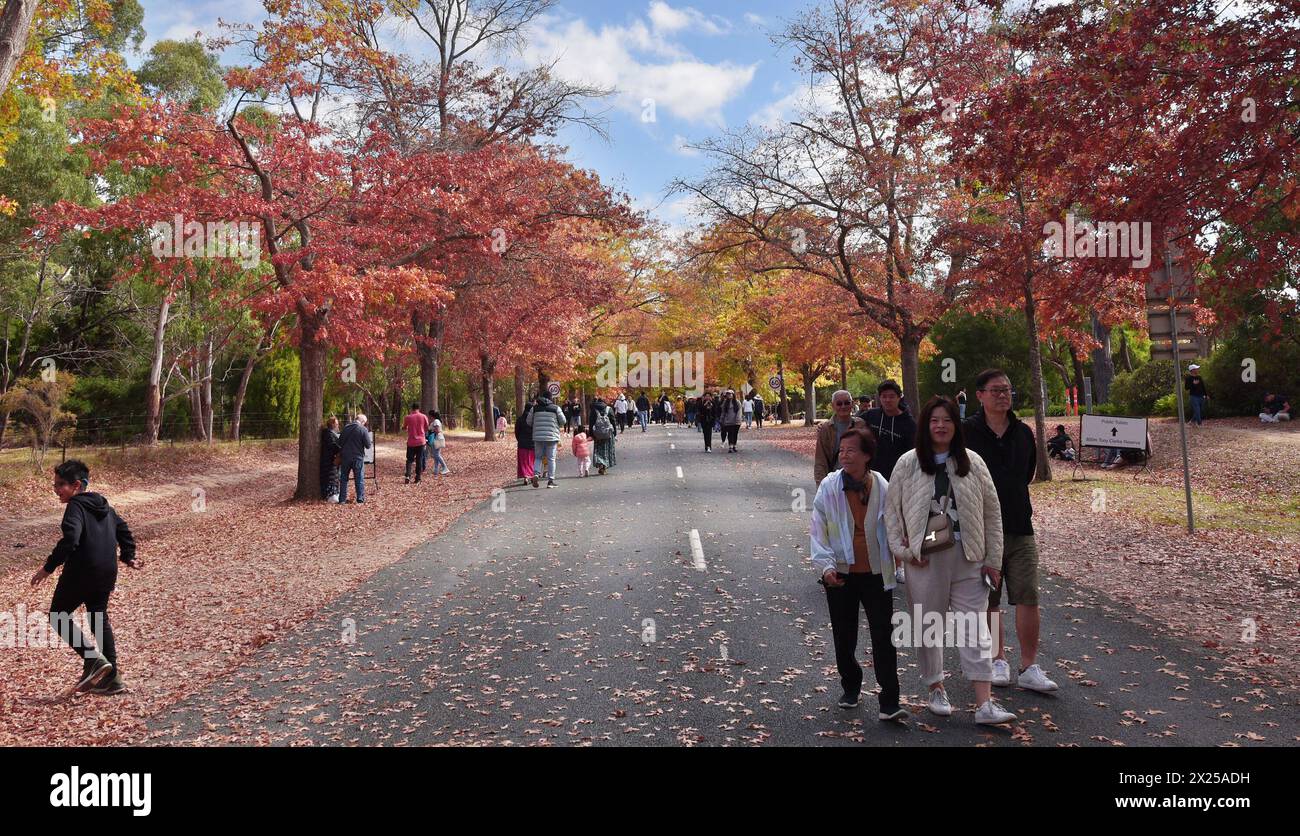Melbourne, Victoria, Australia. 19th Apr, 2024. People enjoying autumn ...