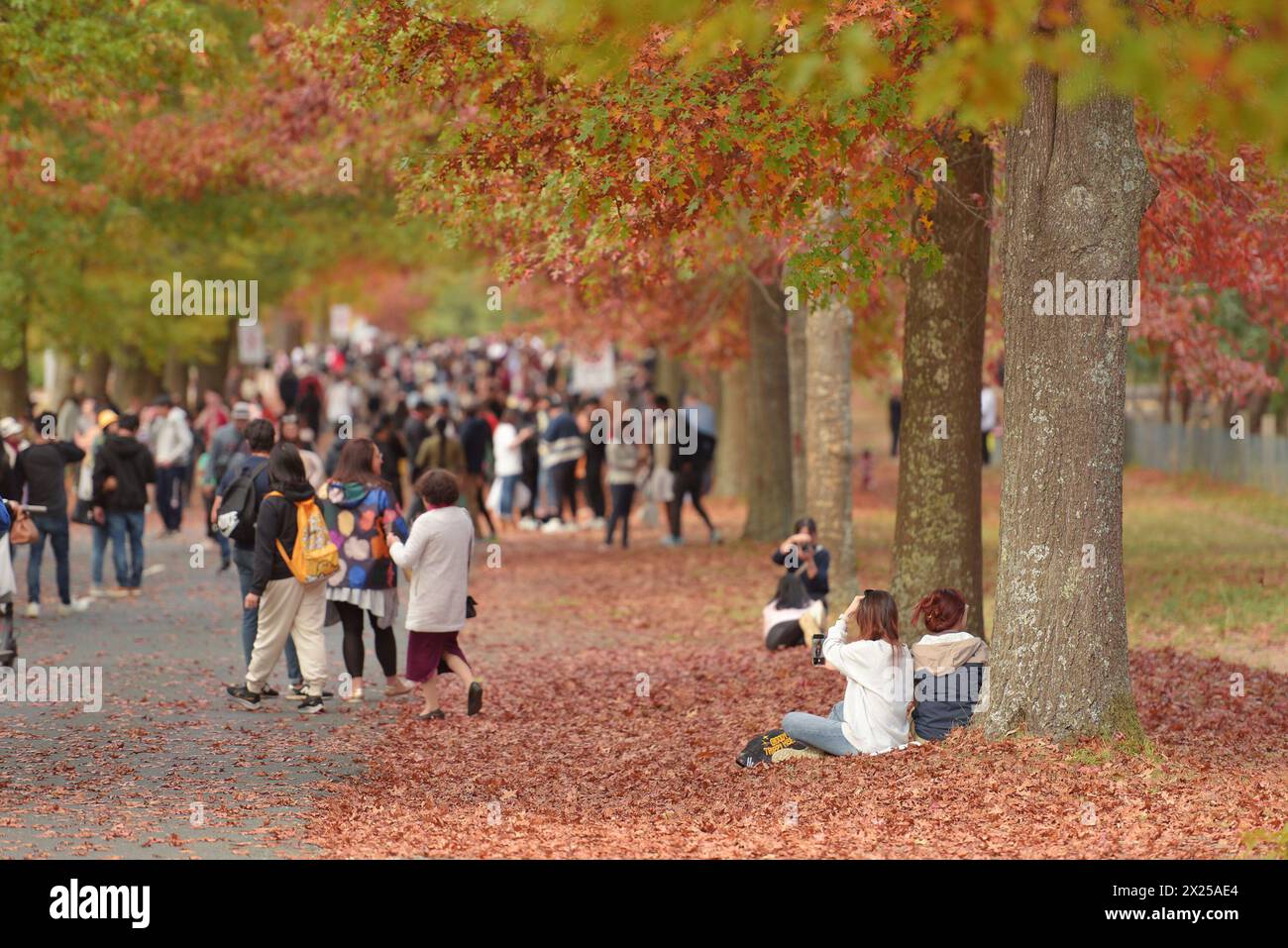 Melbourne, Victoria, Australia. 19th Apr, 2024. People enjoying autumn ...