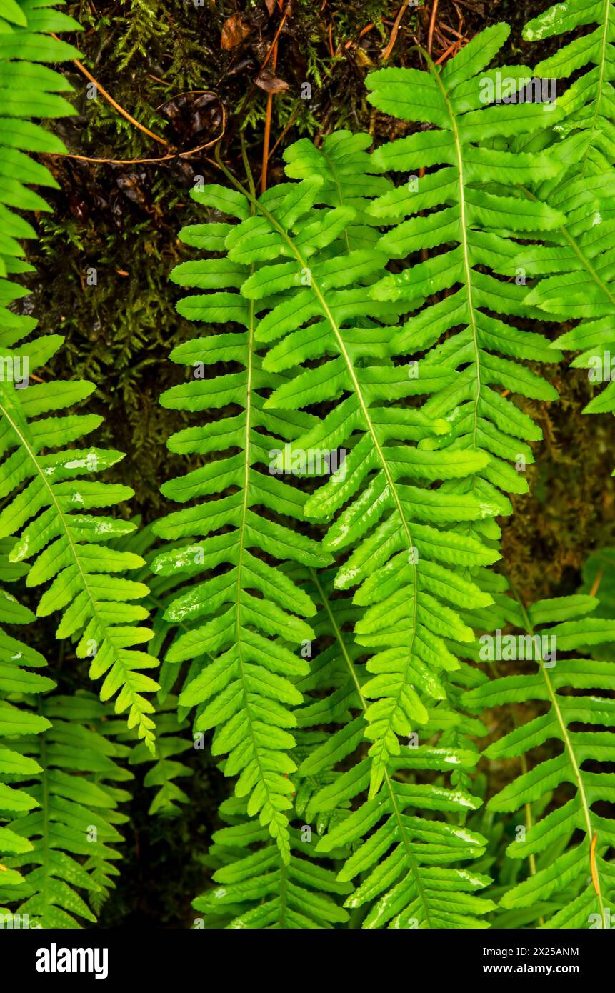 Licorice fern hi-res stock photography and images - Alamy