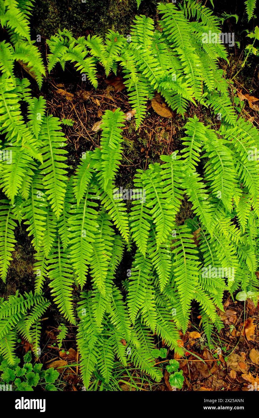 Licorice fern hi-res stock photography and images - Alamy